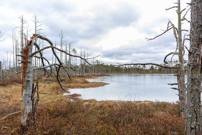 A View of a Marsh during the Day with Windswept Pines Brown Small Grass ...