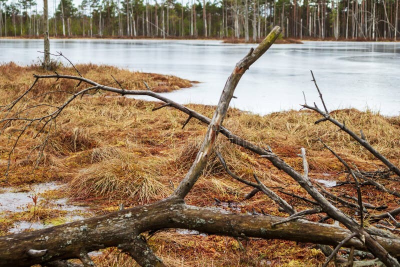 A View of a Marsh during the Day with Windswept Pines Brown Small Grass ...