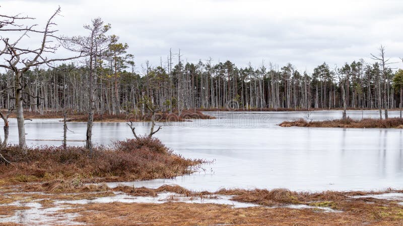 Nature View of a Marsh with a Marsh Lake and Windblown Trees Along the ...