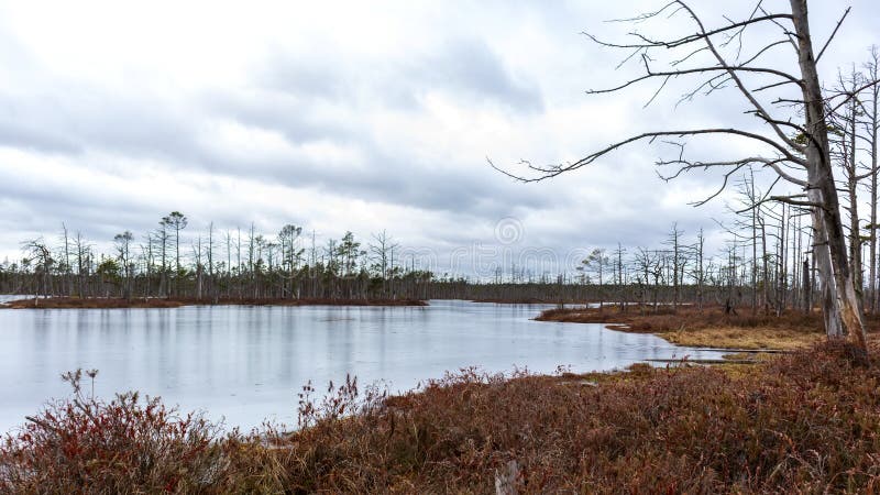 Nature View of a Marsh with a Marsh Lake and Windblown Trees Along the ...