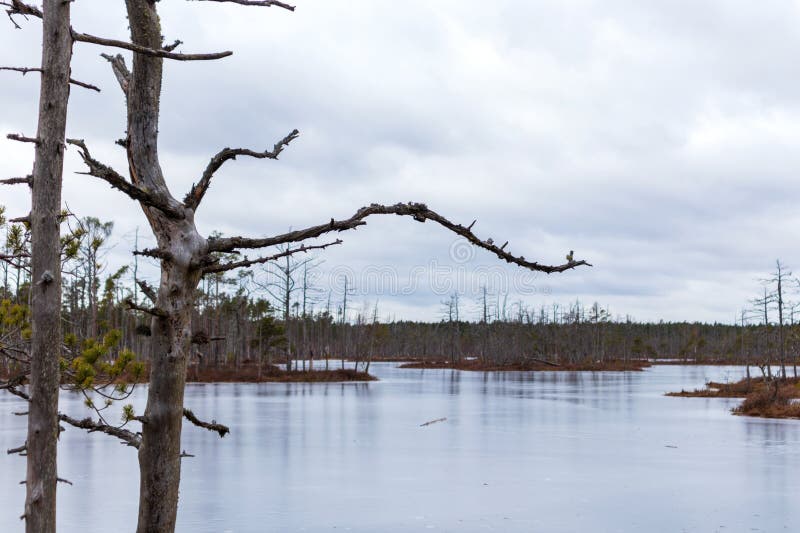 Nature View of a Marsh with a Marsh Lake and Windswept Trees Along the ...