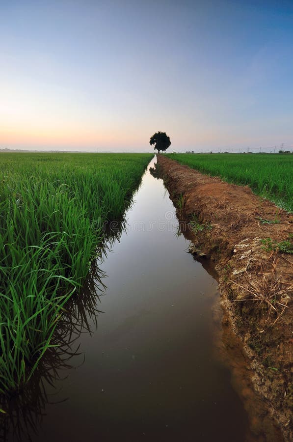 Nature view at paddy field stock image. Image of malaysia - 48960401