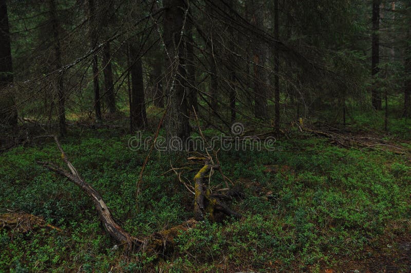 Spring in taiga stock image. Image of green, spring - 118168229