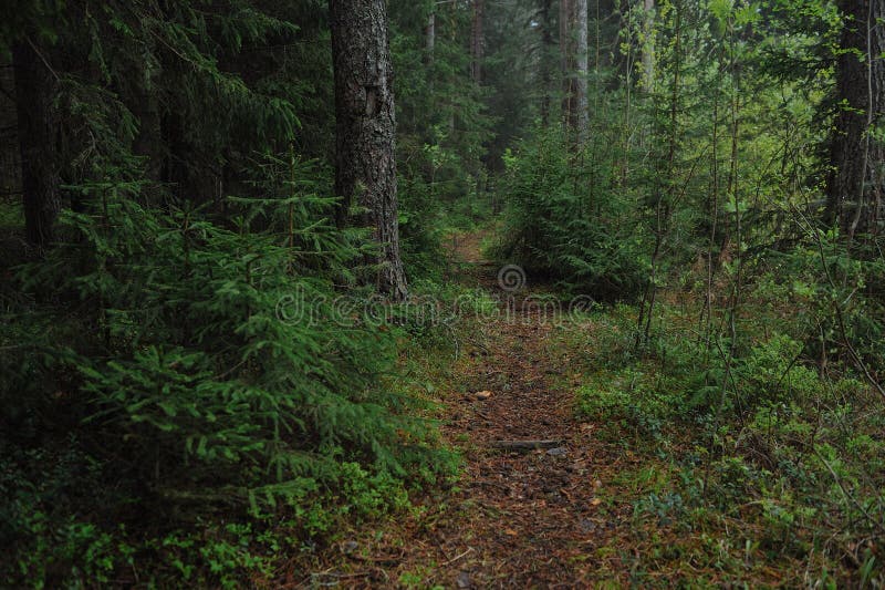 Spring in taiga stock image. Image of color, bush, taiga - 118168355