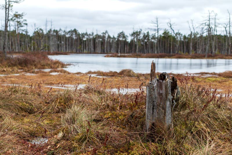 Nature View of Swamp Lake and Decaying Tree in Foreground Stock Image ...