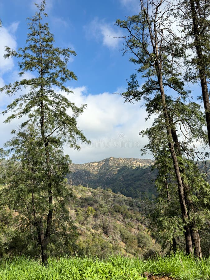 View of Trees in Front of Mountain Stock Photo - Image of mountain ...