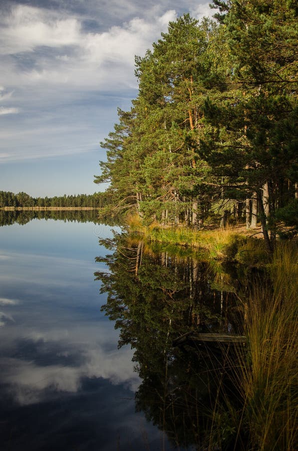 Nature Views with Trees by the Lake in the Woods Stock Image - Image of ...