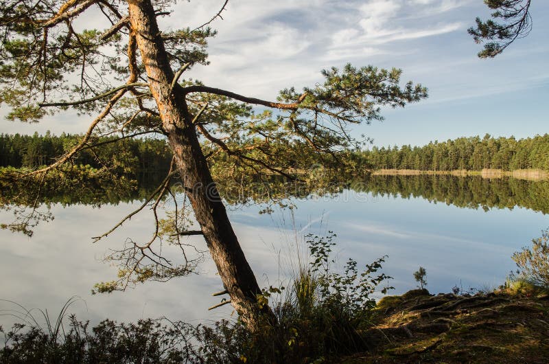Nature Views with Trees by the Lake in the Woods Stock Image - Image of ...
