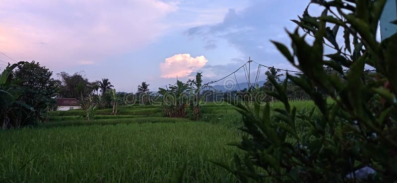 Nature in the Village Province West Java Stock Photo - Image of java ...