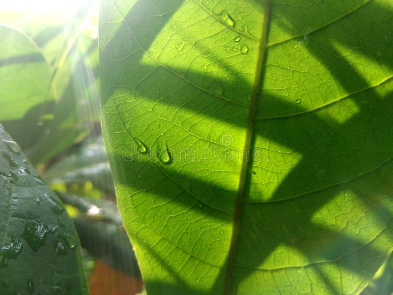 Nature Vision in Leaf with Sunshine Stock Photo - Image of insect ...