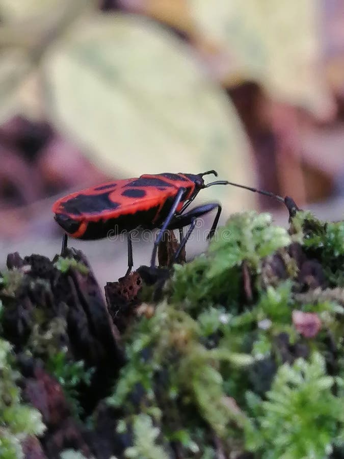 The Nature of the Voronezh Upland Oak Forest Stock Image - Image of ...