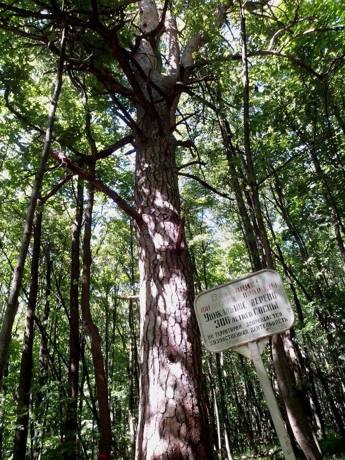 The Nature of the Voronezh Upland Oak Forest Stock Image - Image of ...