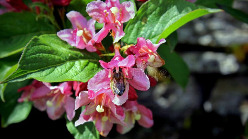 Nature is Waking Up at Spring Season Stock Photo - Image of macedonia ...