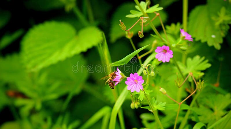 Nature is Waking Up at Spring Season Stock Photo - Image of natural ...
