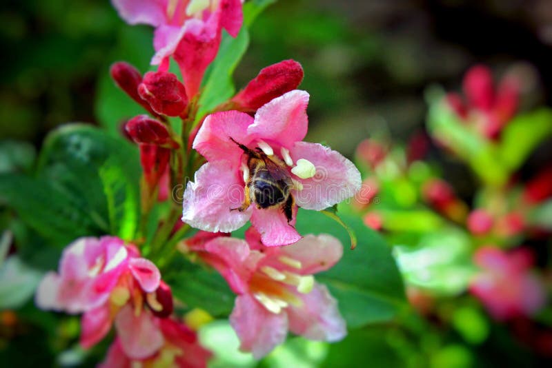 Nature is Waking Up at Spring Season Stock Photo - Image of nature ...