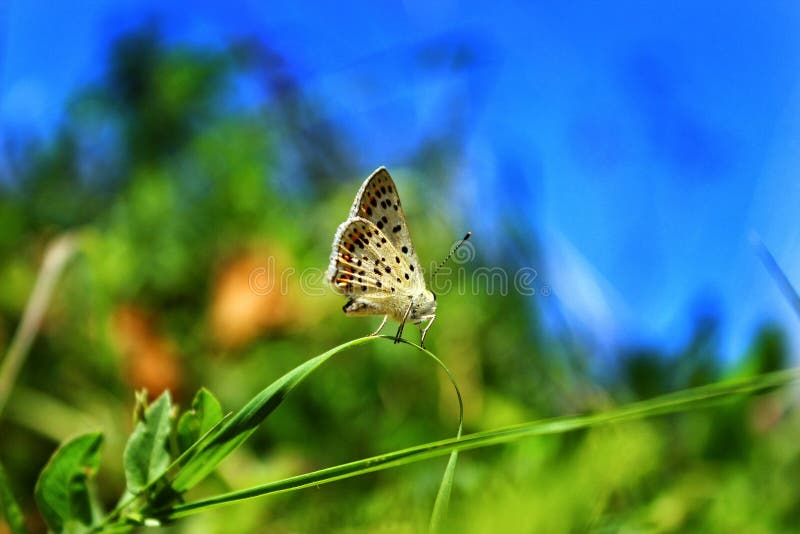 Nature is waking up stock photo. Image of fauna, time - 70916450