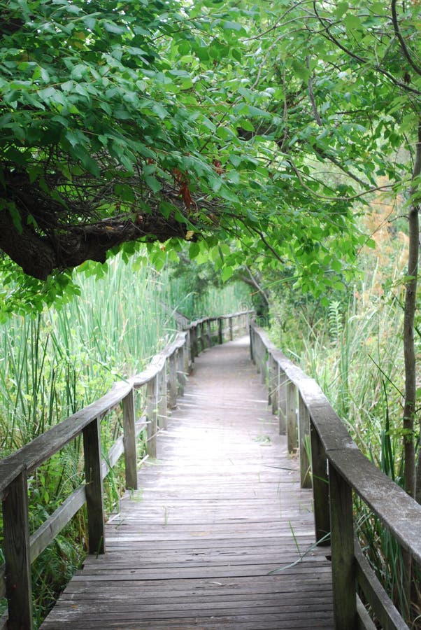 Nature walk stock photo. Image of nature, preserve, alive - 5784492