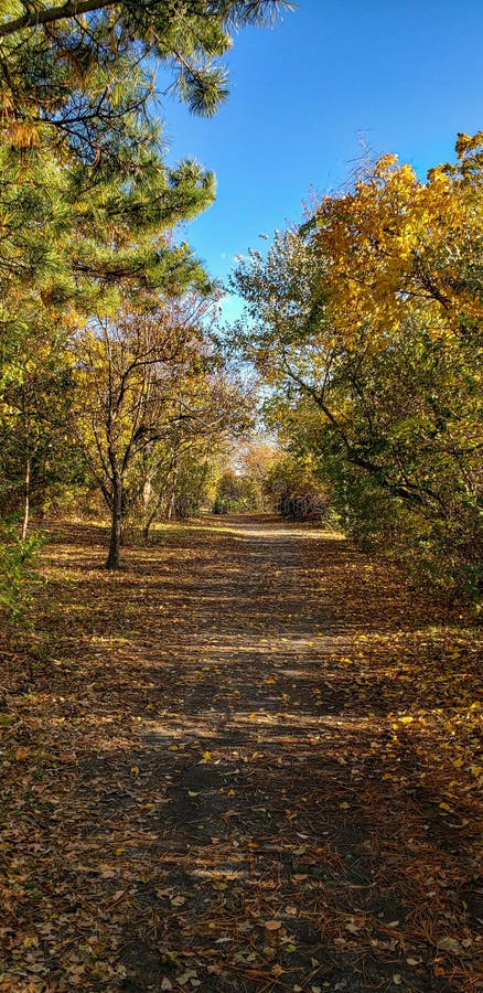 Fall path in forest stock image. Image of nature, maple - 27671073