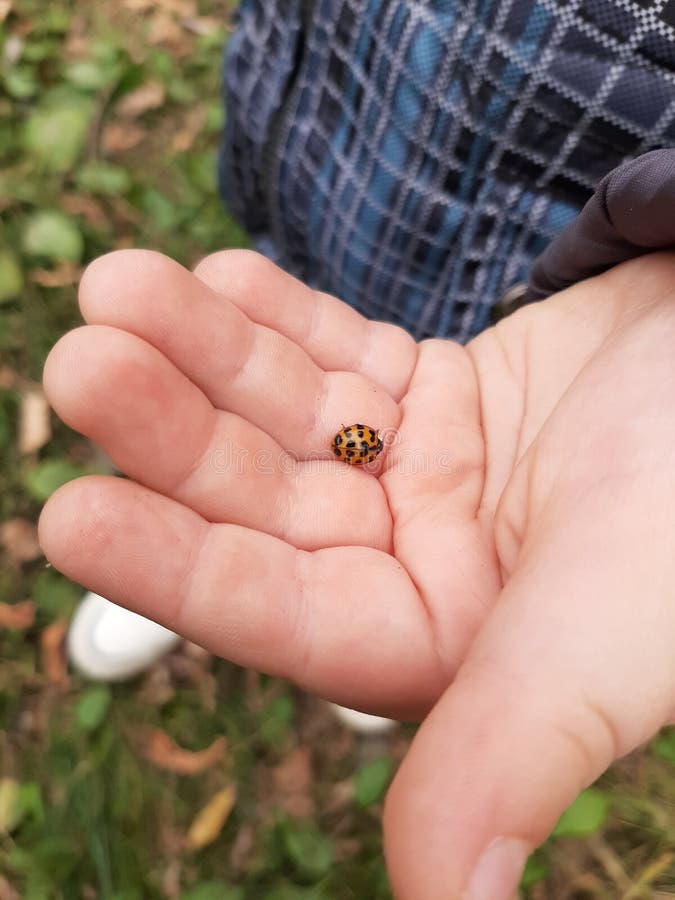Child as Ladybug stock image. Image of childhood, carnival - 18618137