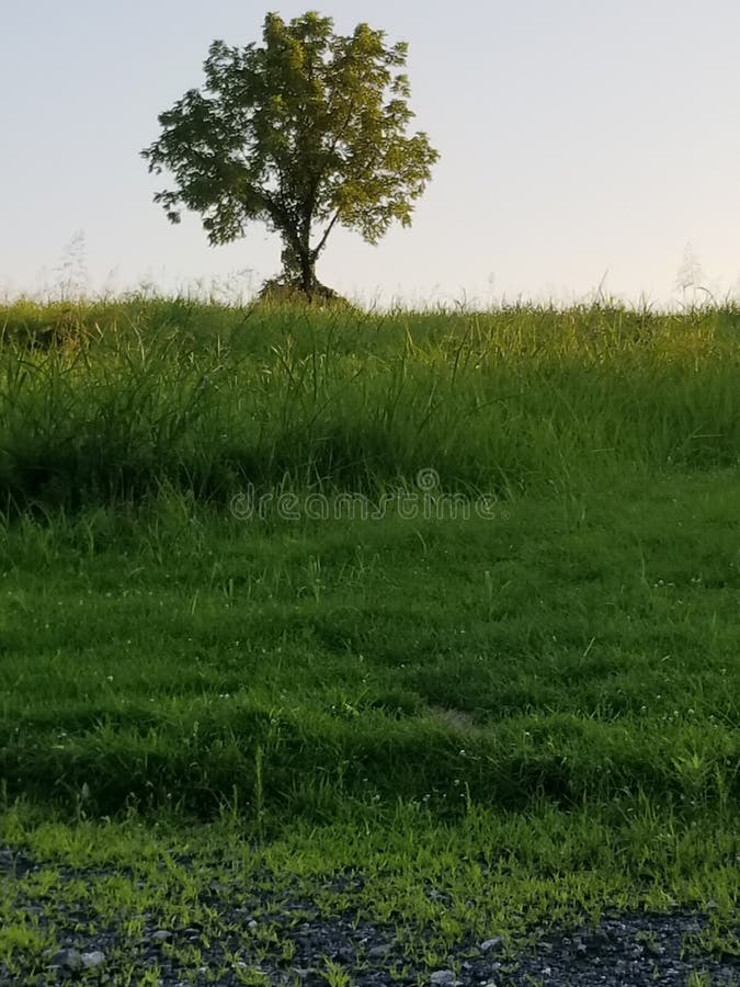 Nature walk stock image. Image of scenery, nature, walk - 135188017