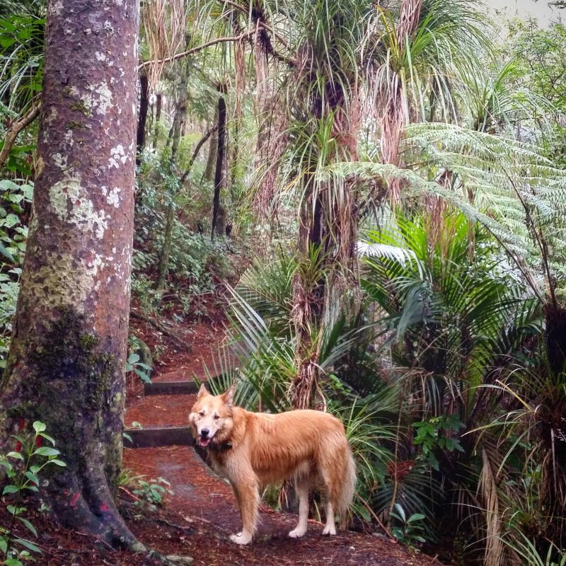 Nature walk stock photo. Image of magical, nature, walk - 55084208