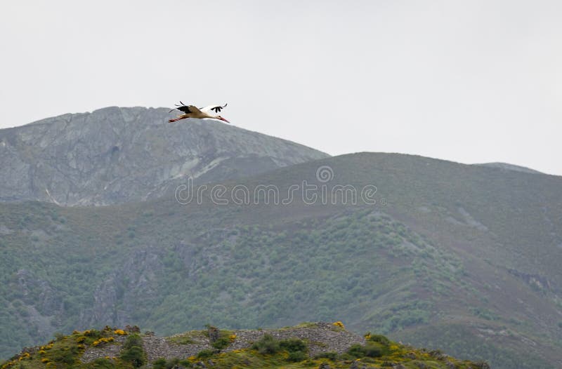 Nature Walk Observing Brown Bears and Storks with Their Young in Their ...