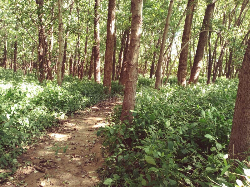 Nature Walk on a Pretty Day Stock Image - Image of trunk, soil: 232473201