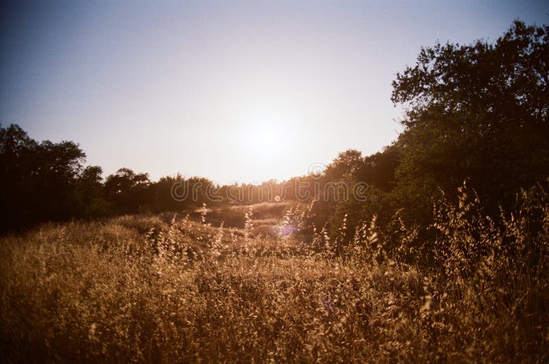 Nature Walk Sunset stock photo. Image of soil, tree - 198269636