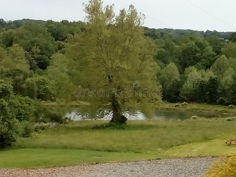 Nature Walk stock image. Image of nature, walk, trees - 131279907