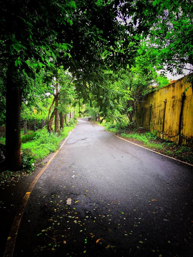 Nature walk stock photo. Image of walk, nature - 119696204