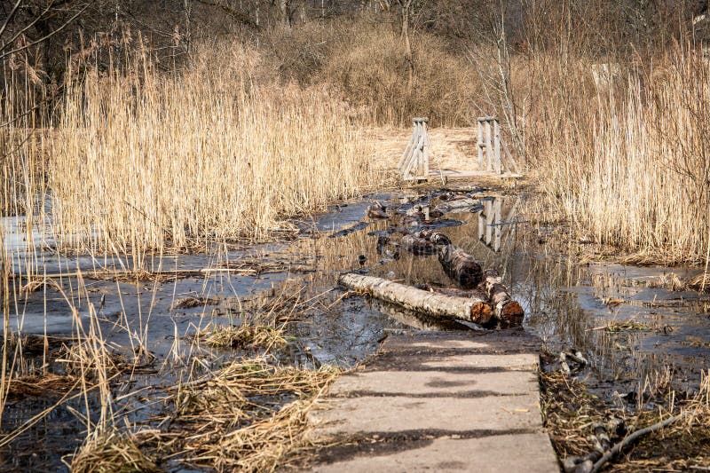 Nature Walking Trail. Flooded Meadow, Spring and Weather Stock Photo ...