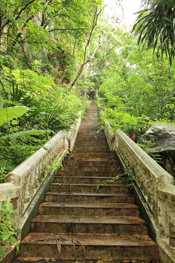 Nature walks stock photo. Image of path, stairway, forest - 142711534