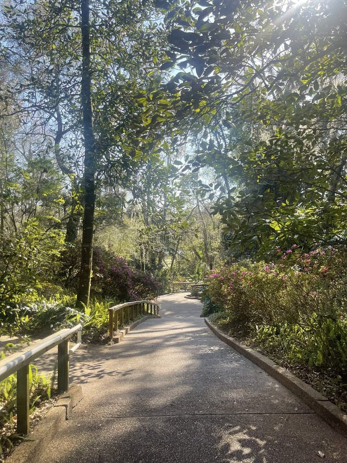 Nature Walkway Bridge in the Sunlight Stock Image - Image of park ...