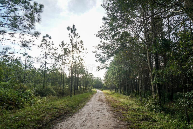Nature Walkway in the Deep Pine Jungle for Trekking Stock Image - Image ...