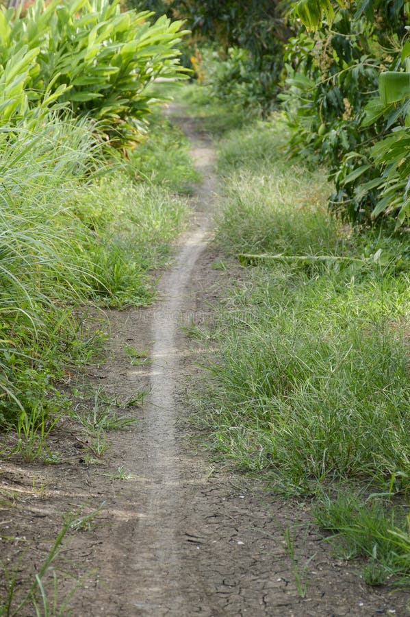 Nature Walkway in Nature Garden Stock Image - Image of outdoor, nature ...
