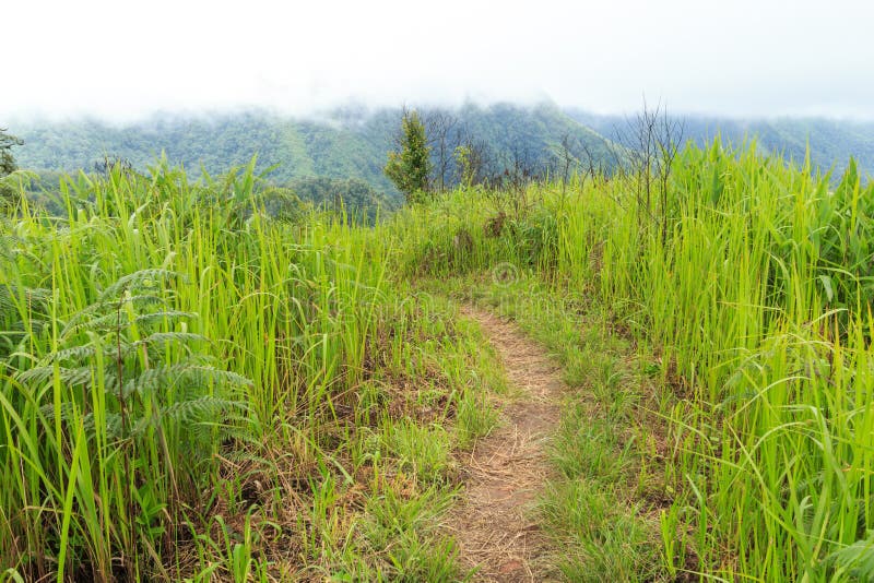 Nature walkway stock photo. Image of walkway, scene, climb - 67644014