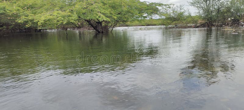 Treesdust Stock Photos - Free & Royalty-Free Stock Photos from Dreamstime