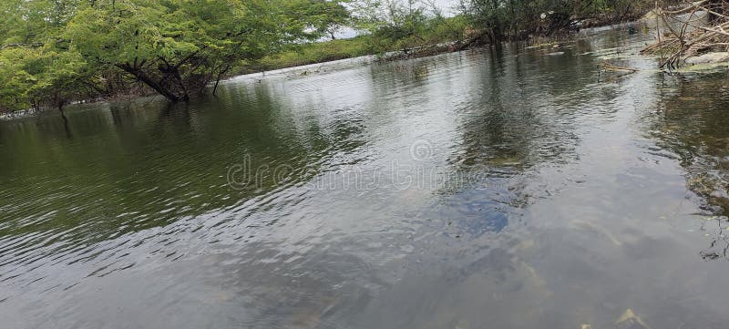 Nature Water Trees Dust Jku Stock Image - Image of nature, trees: 224538369