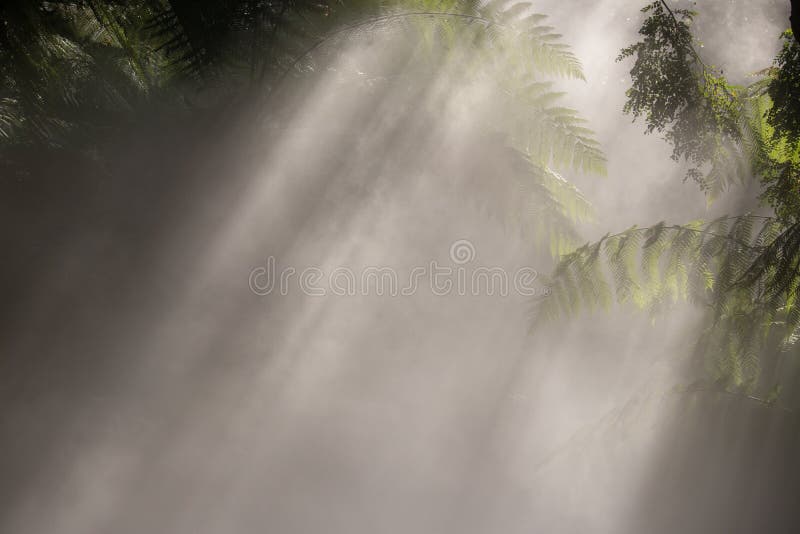 Nature, Mist, Forest, Tree Picture. Image: 95673452