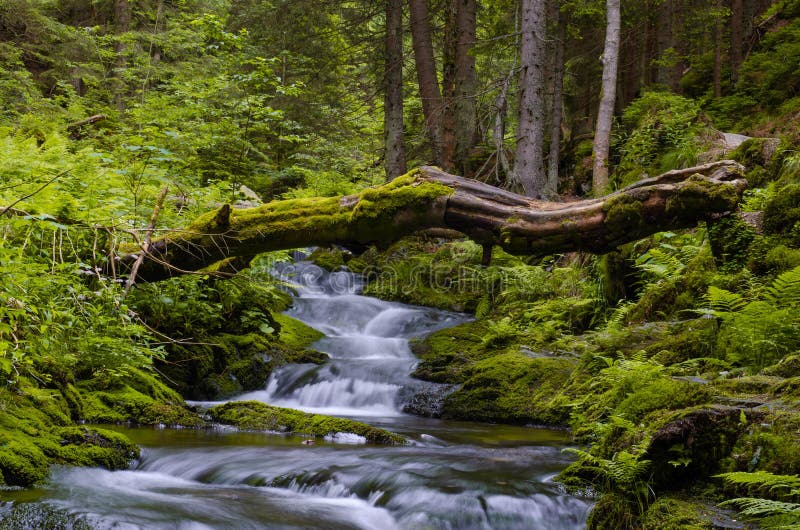 Nature waterfall stock photo. Image of soft, network - 225931786
