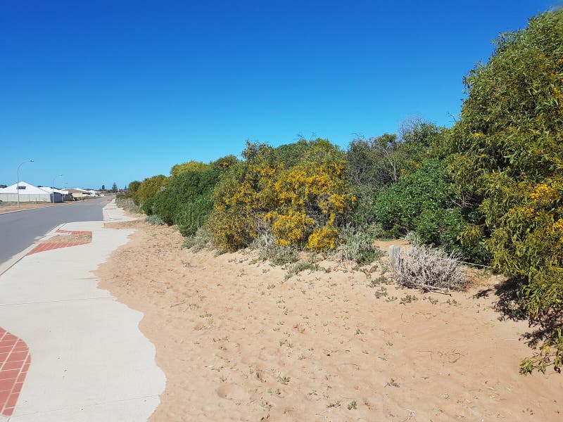 Nature stock image. Image of footpath, suburbia, wattle - 157062769