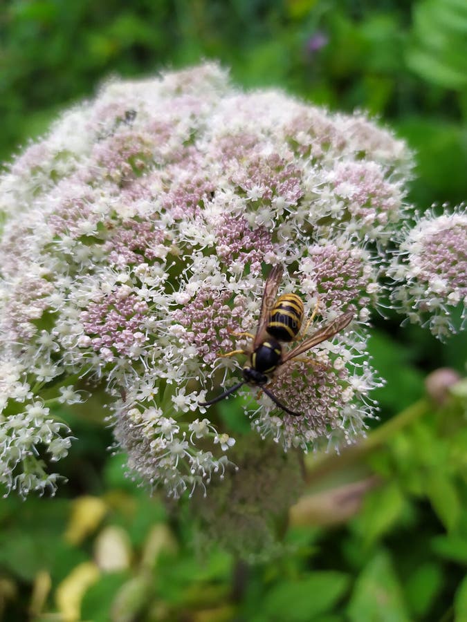 Of the insect stock photo. Image of herb, nature, bumblebee - 194294080