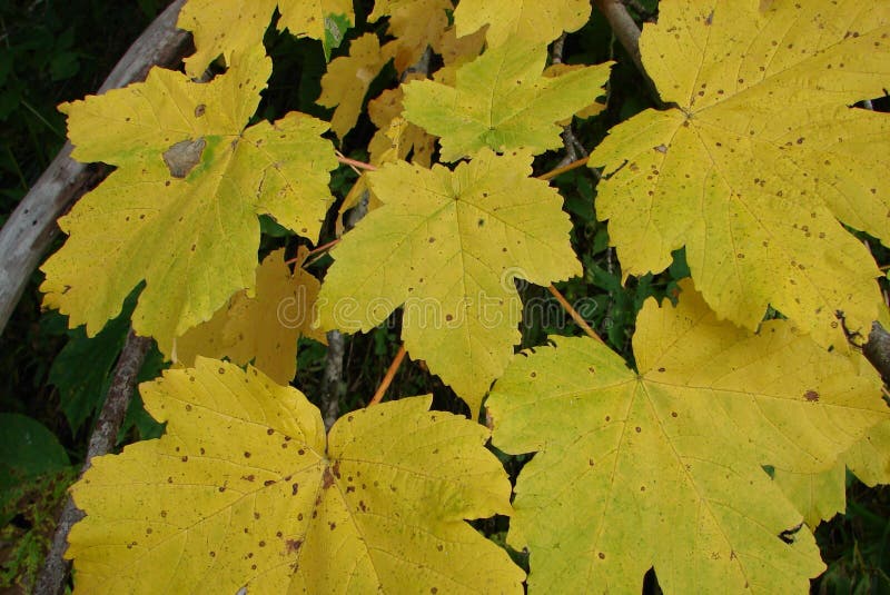 Of the maple leaf stock photo. Image of leaf, flora - 176384332