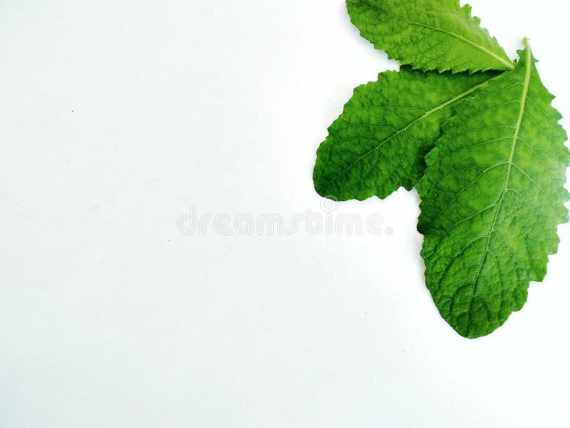 Nature white background stock photo. Image of background - 186051008