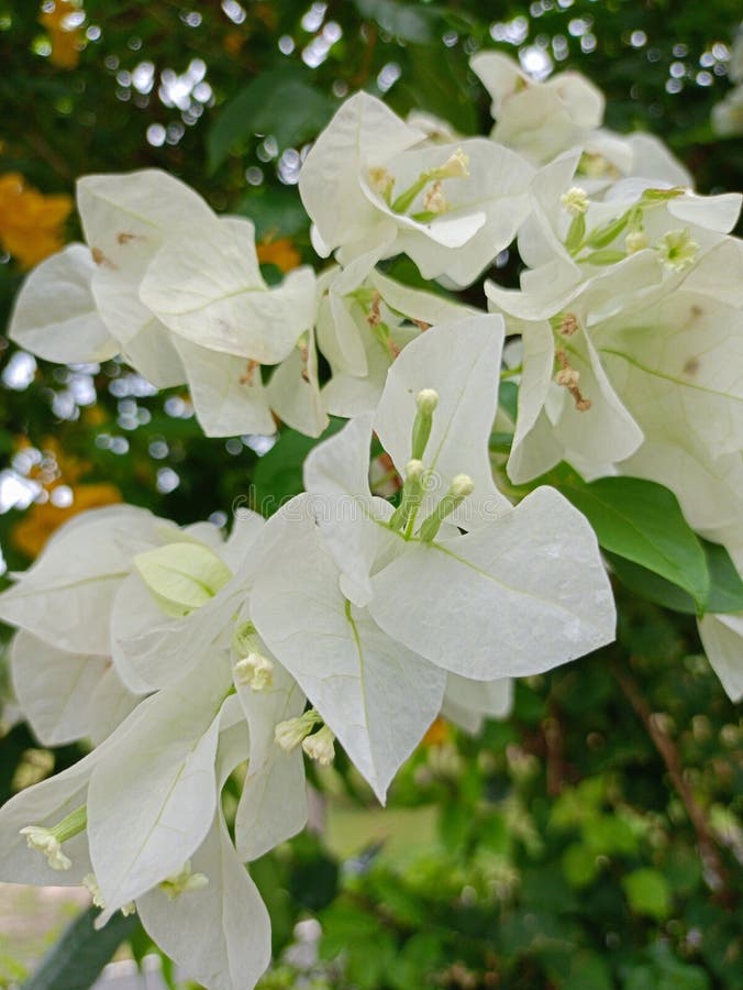 Nature White Flowers Called Paper Flowers Stock Photo - Image of ...