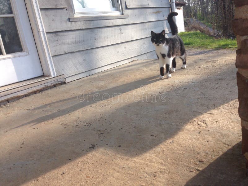 In nature stock image. Image of animals, wonderful, beautiful - 53314639