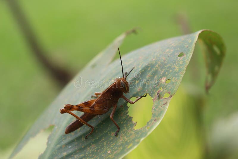 Nature wil find the way stock image. Image of nature - 105057779