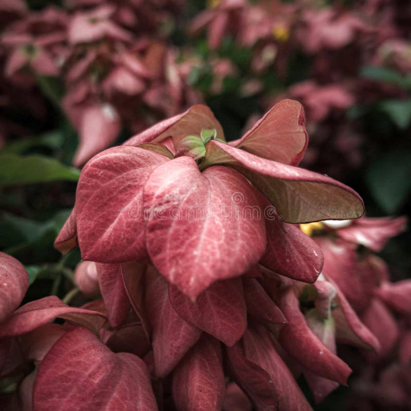 A Nature Wild Exotic Flower with a Red Colour Stock Photo - Image of ...