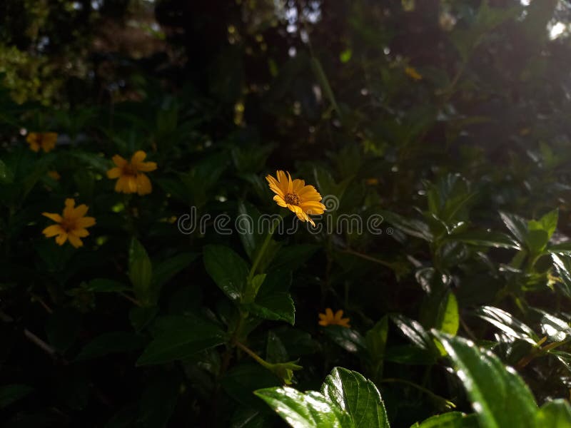 Nature Wild Flower in the Forest Estetik Stock Photo - Image of flower ...