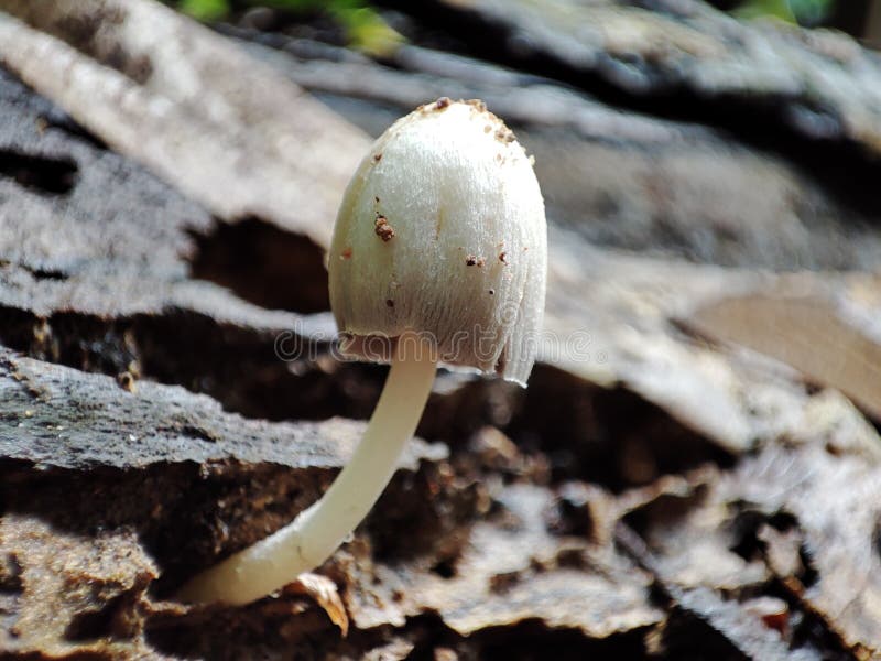 Coprinus niveus stock image. Image of nature, wild, niveus - 237351745